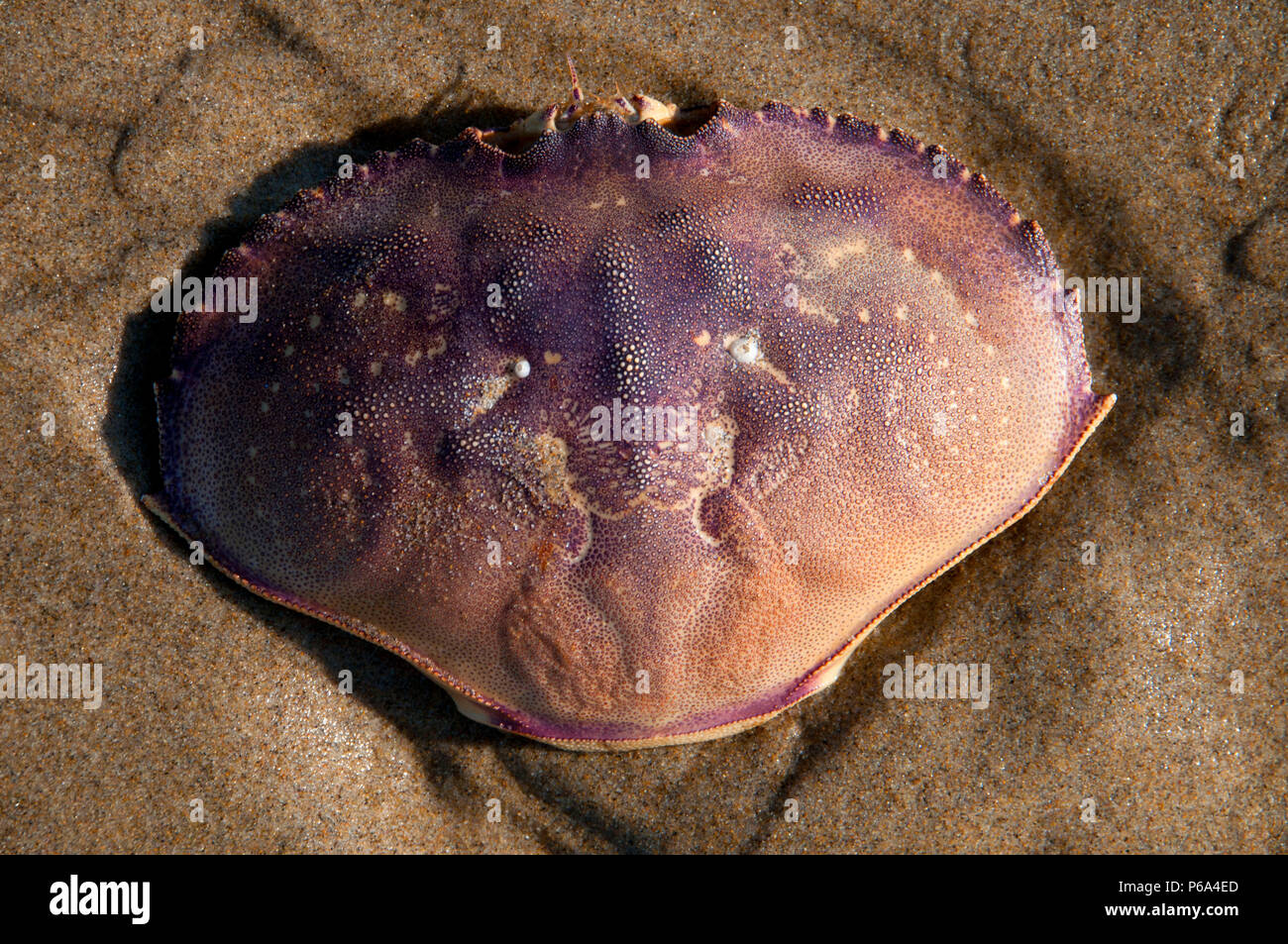 Dungeness crab (Cancer magister) shell, Cape Lookout State Park, Oregon ...