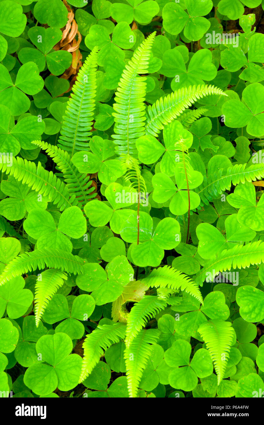 Deer fern with oxalis along Cathedral Tree Trail, Coxcomb Park, Astoria ...