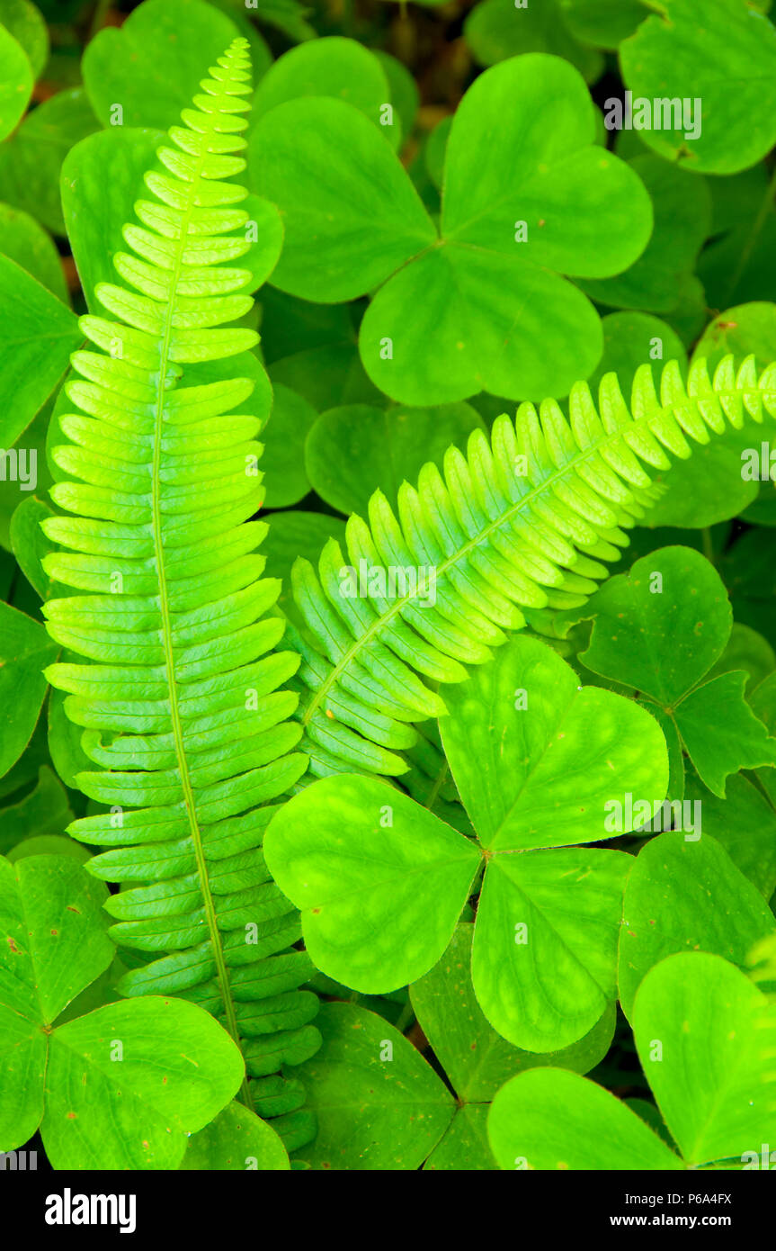 Deer fern with oxalis along Cathedral Tree Trail, Coxcomb Park, Astoria ...