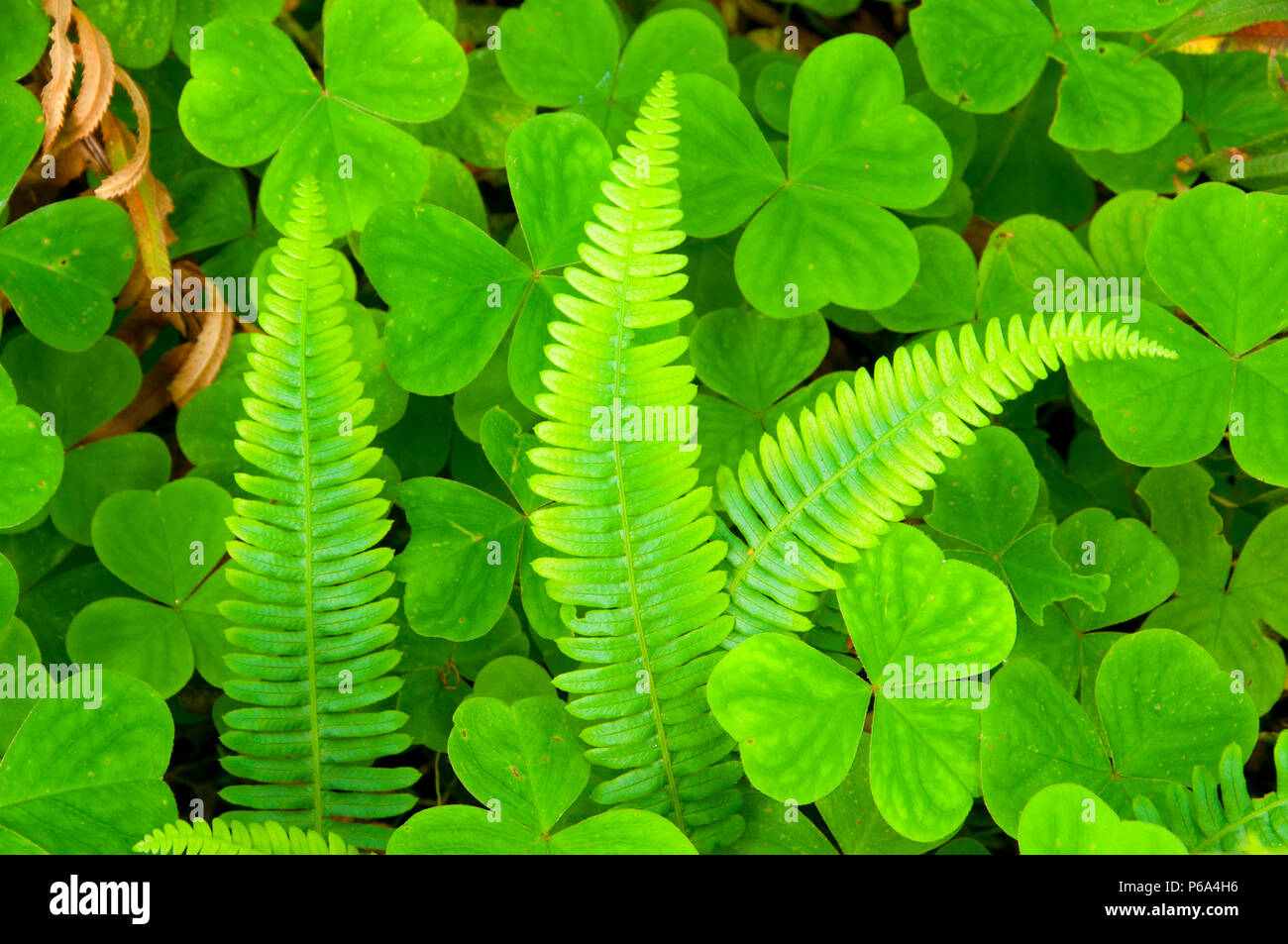 Deer fern with oxalis along Cathedral Tree Trail, Coxcomb Park, Astoria ...