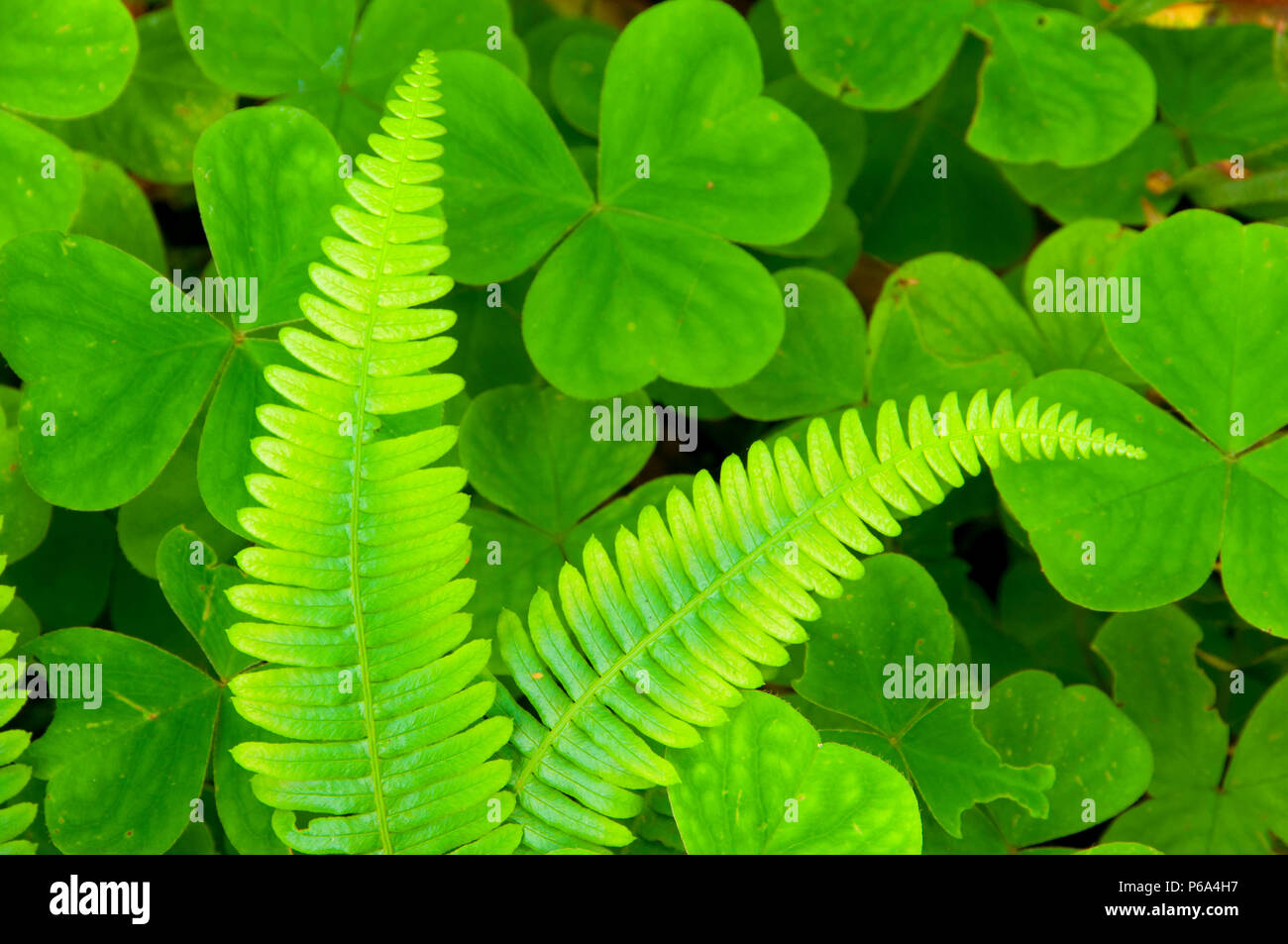Deer fern with oxalis along Cathedral Tree Trail, Coxcomb Park, Astoria ...