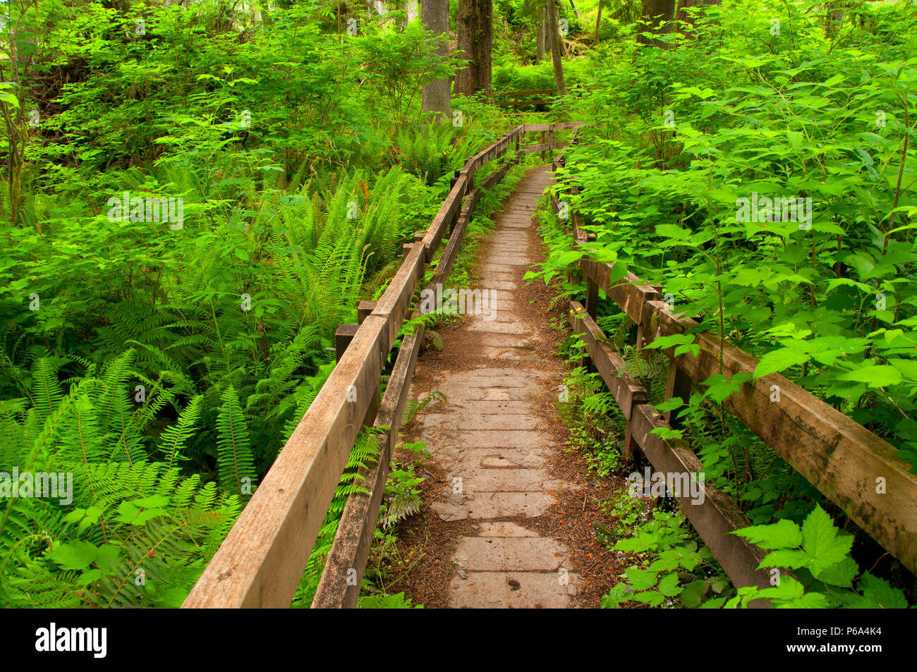 Cathedral Tree Trail boardwalk, Coxcomb Park, Astoria, Oregon Stock ...
