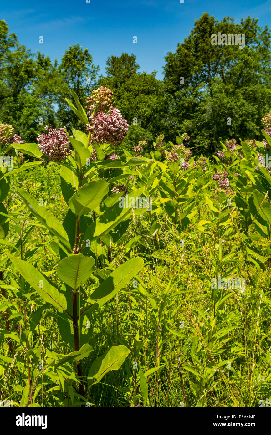A field of Common Milkweed growing in a field at the Great Swamp in ...