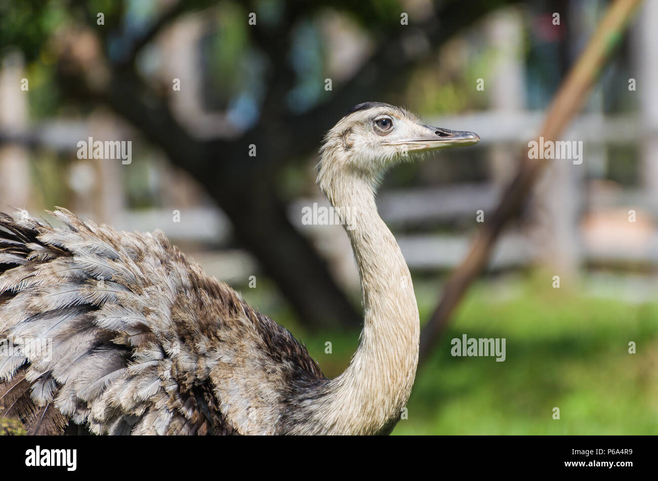 Beautiful Ema or Greater Rhea (Rhea americana) in the Brazilian wetland Stock Photo - Alamy