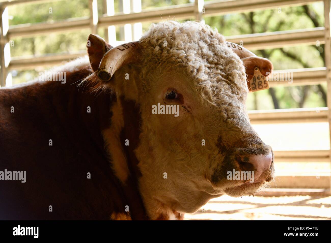 Historical breed hi-res stock photography and images - Alamy