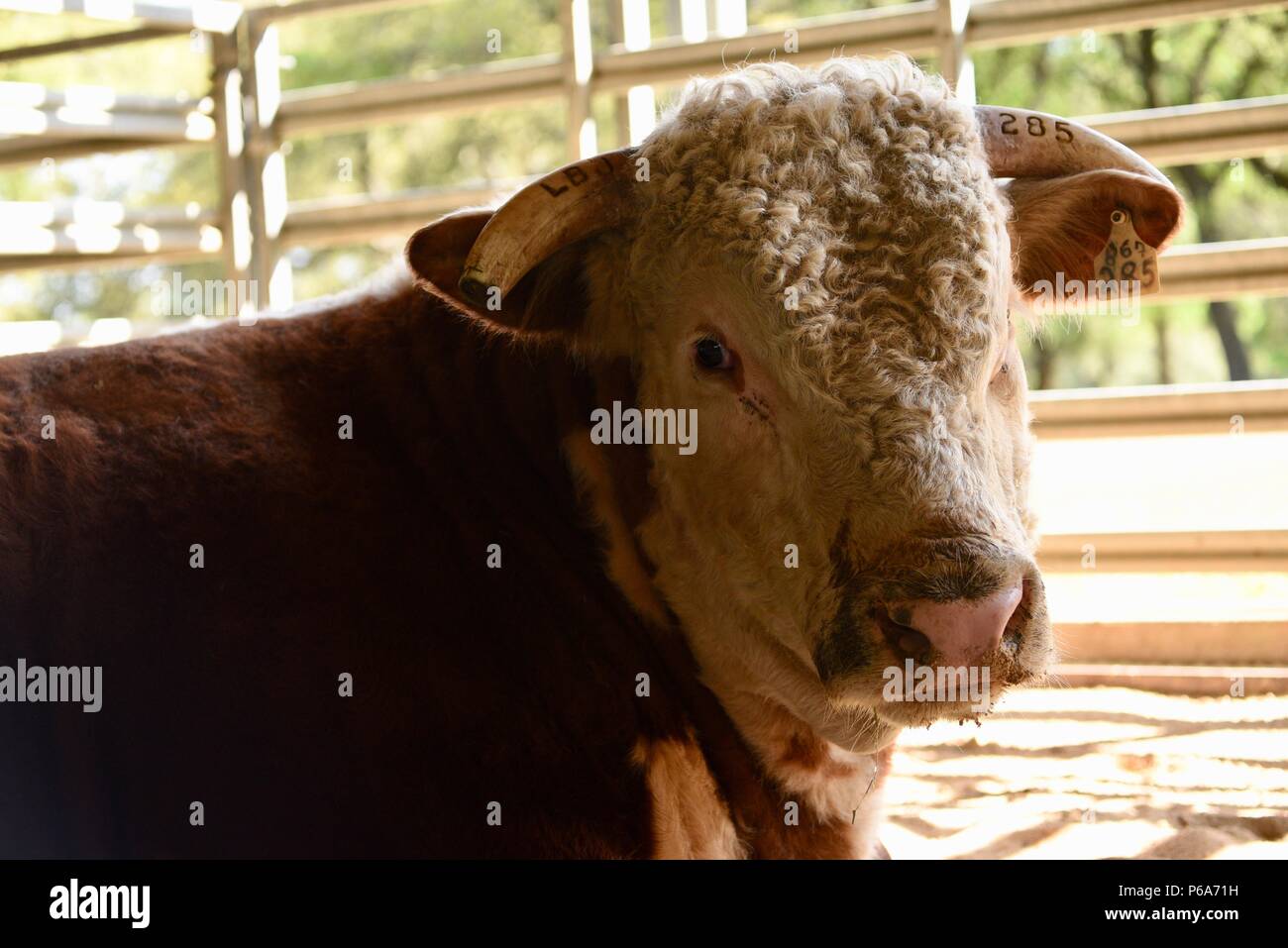 Hereford cow descended Johnson's registered herd of Hereford cattle ...