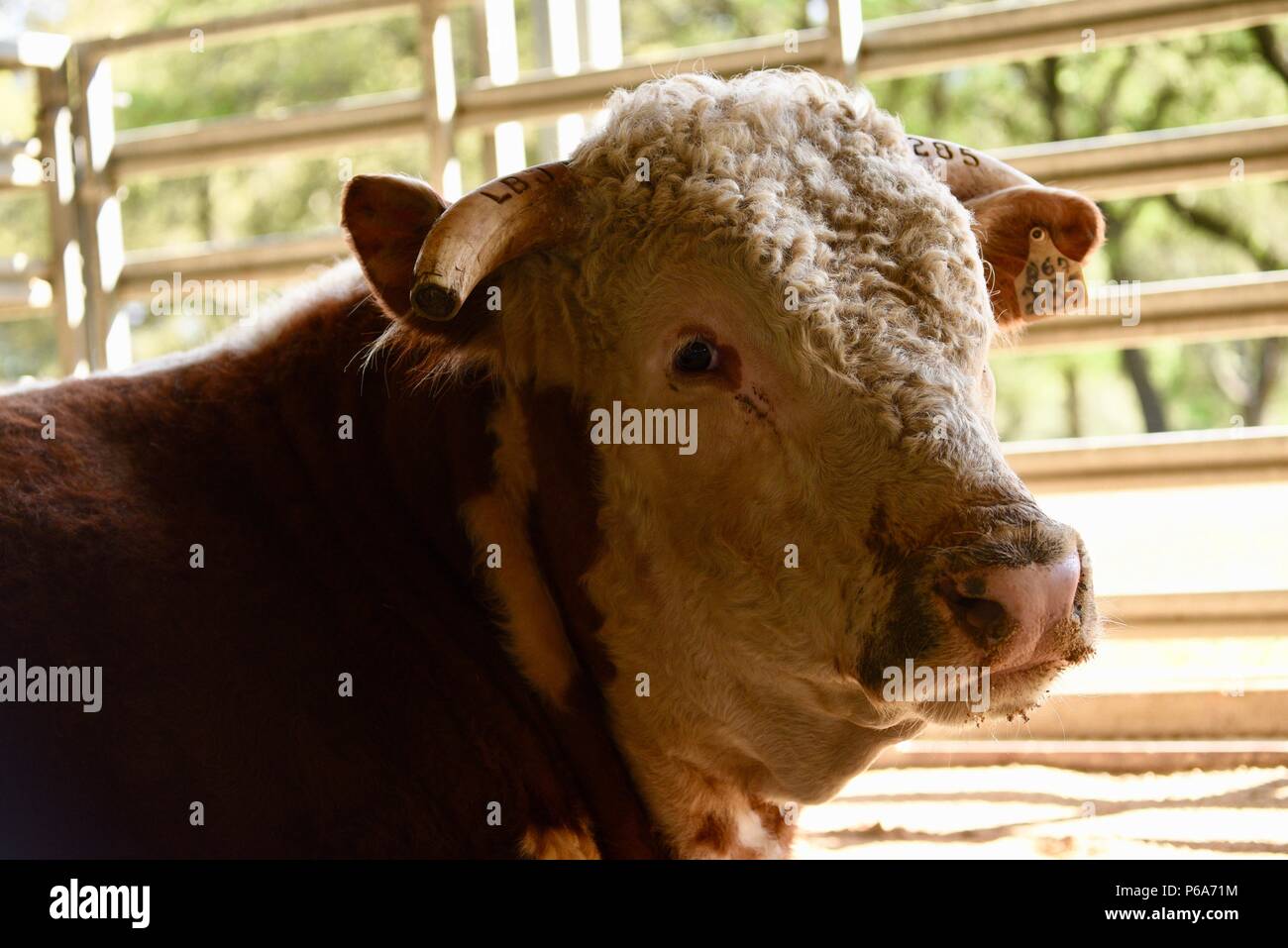 Hereford cow descended Johnson's registered herd of Hereford cattle ...