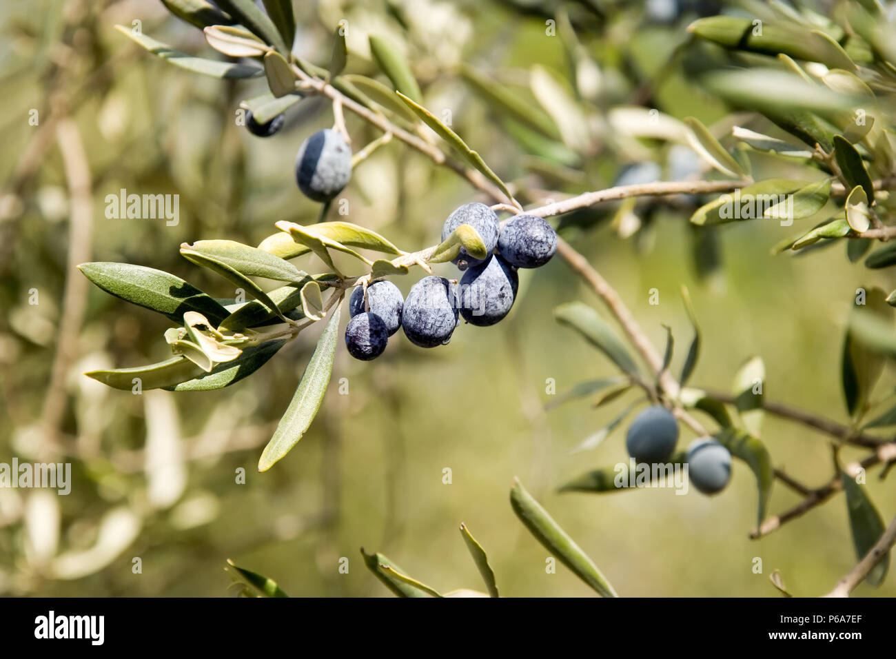 Olive grove top view hi-res stock photography and images - Alamy