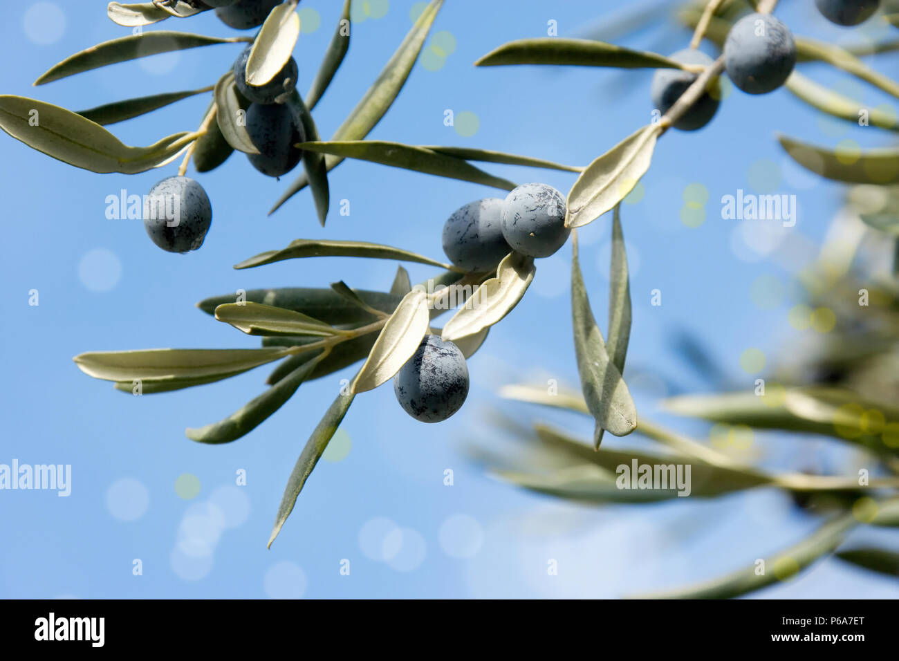 Top olive tree blue hi-res stock photography and images - Alamy