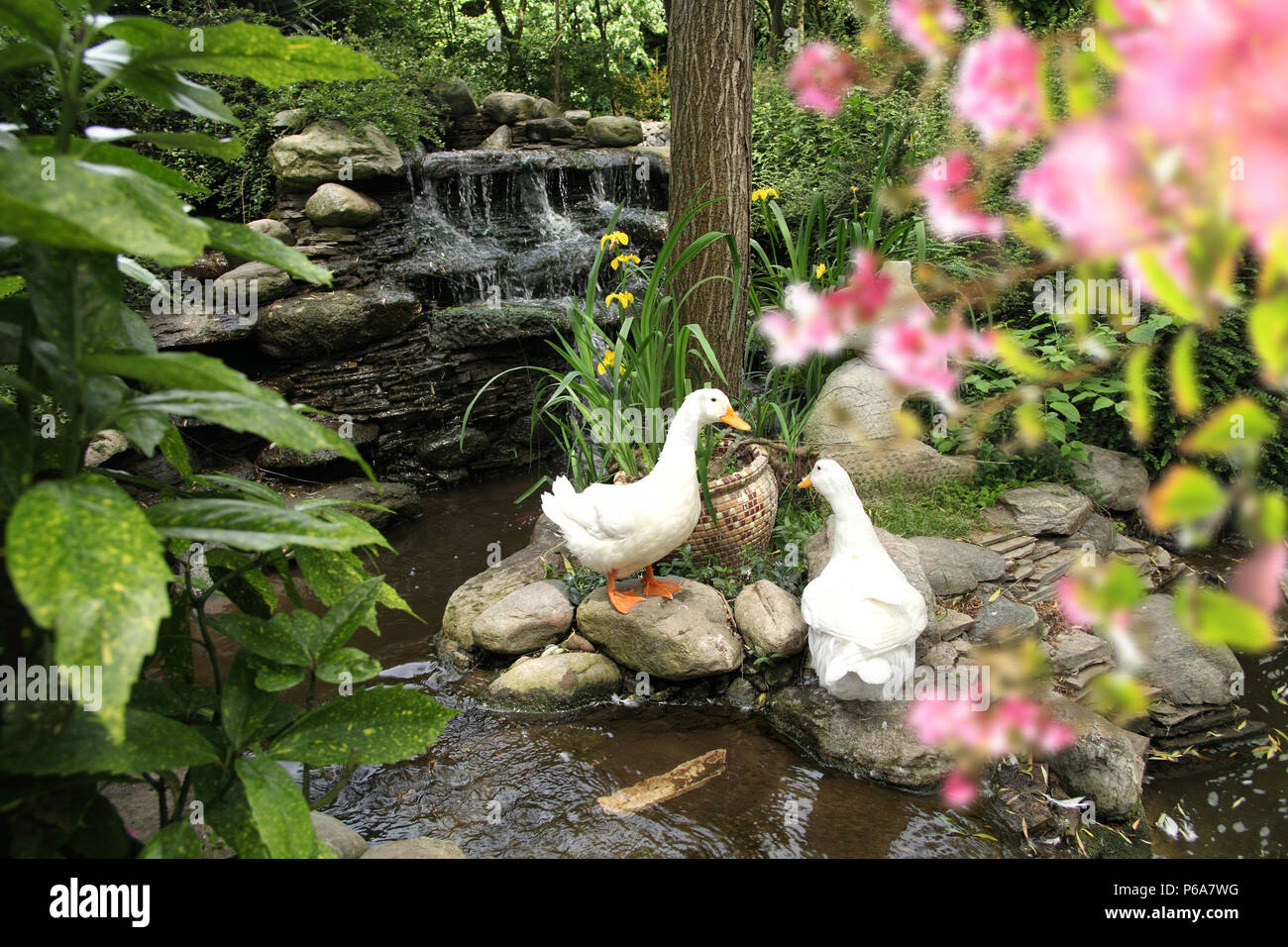 Two white ducks hi-res stock photography and images - Alamy