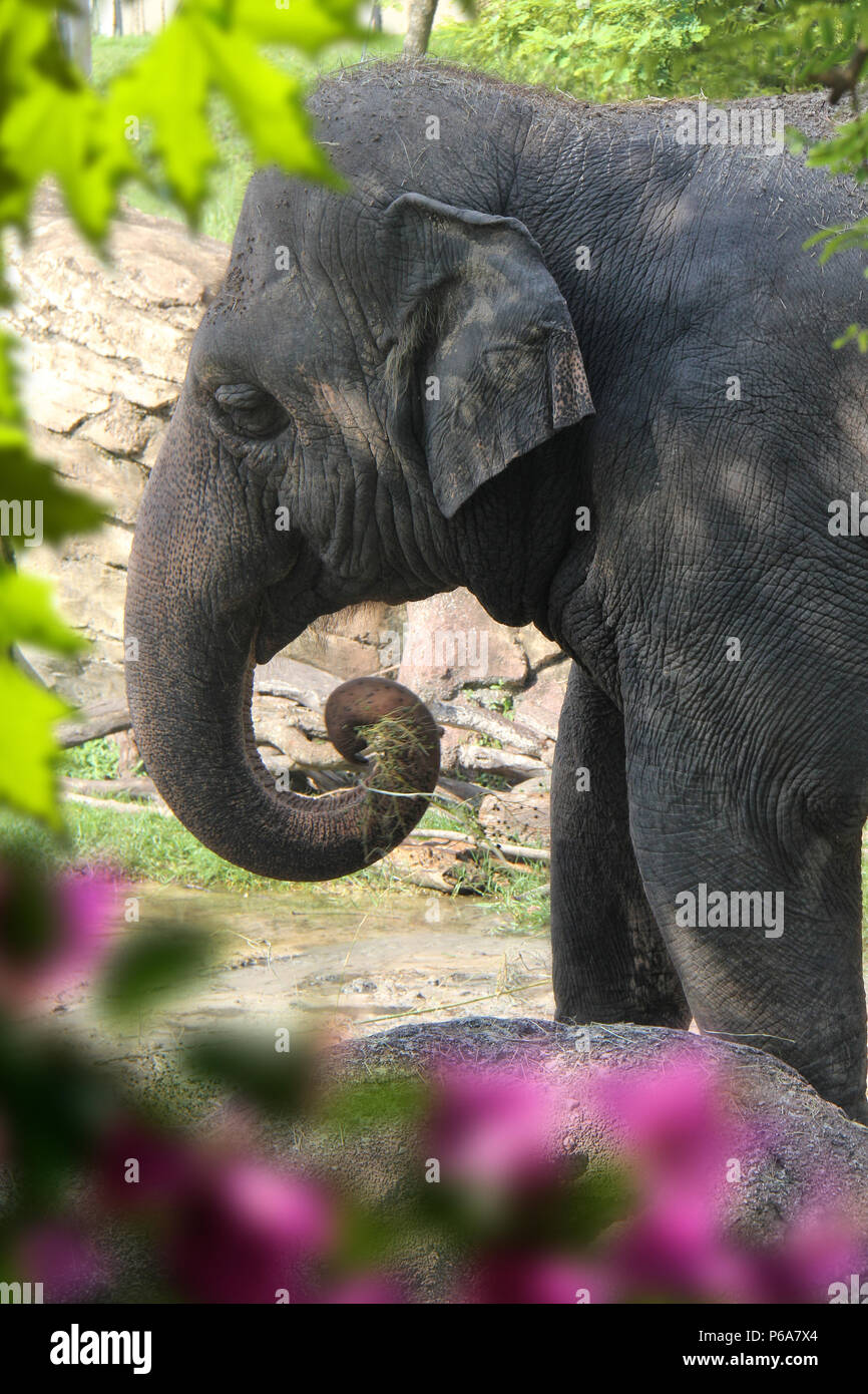 close up shot of an elephant Stock Photo - Alamy