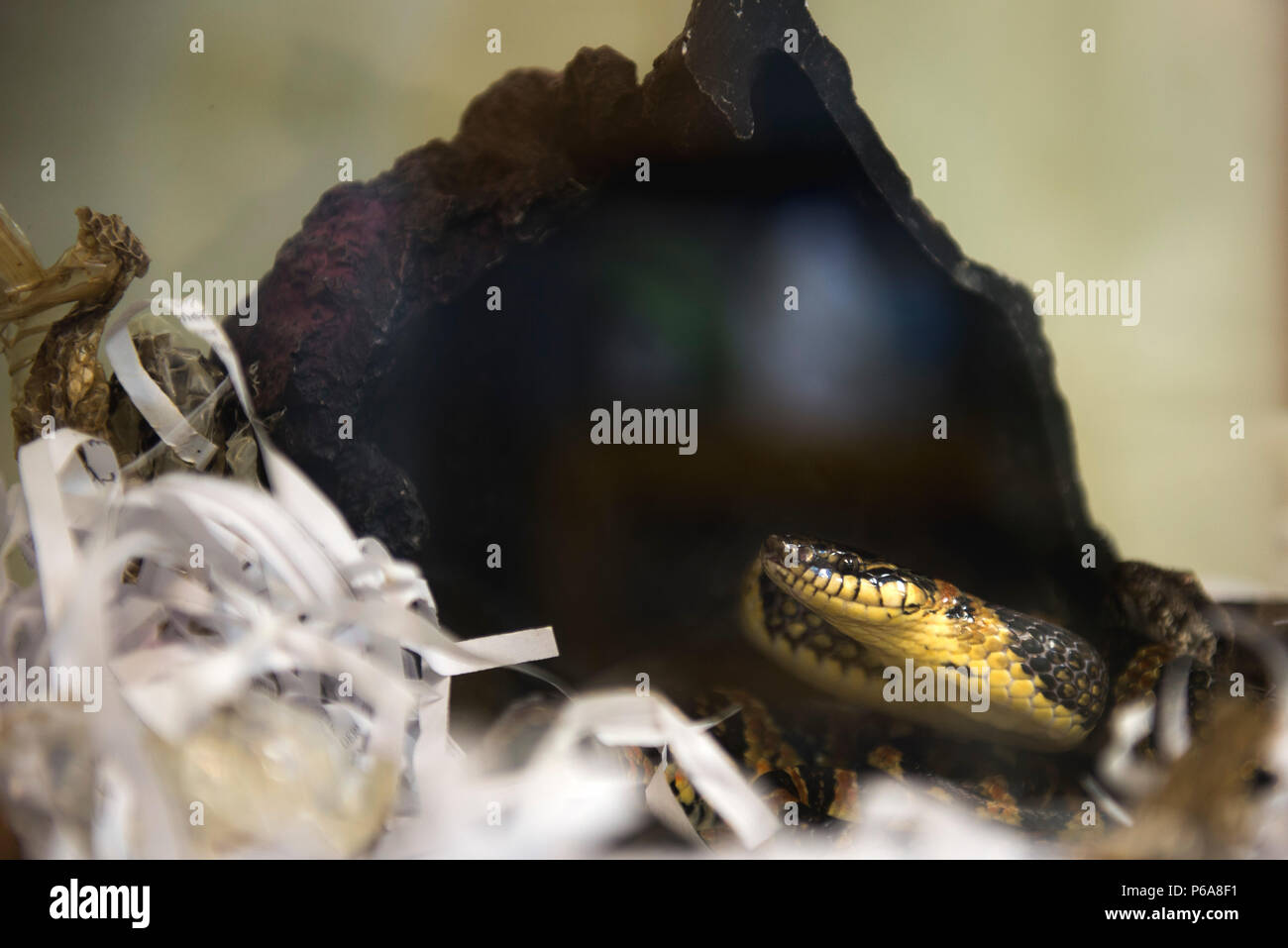 Habu snake hi-res stock photography and images - Alamy