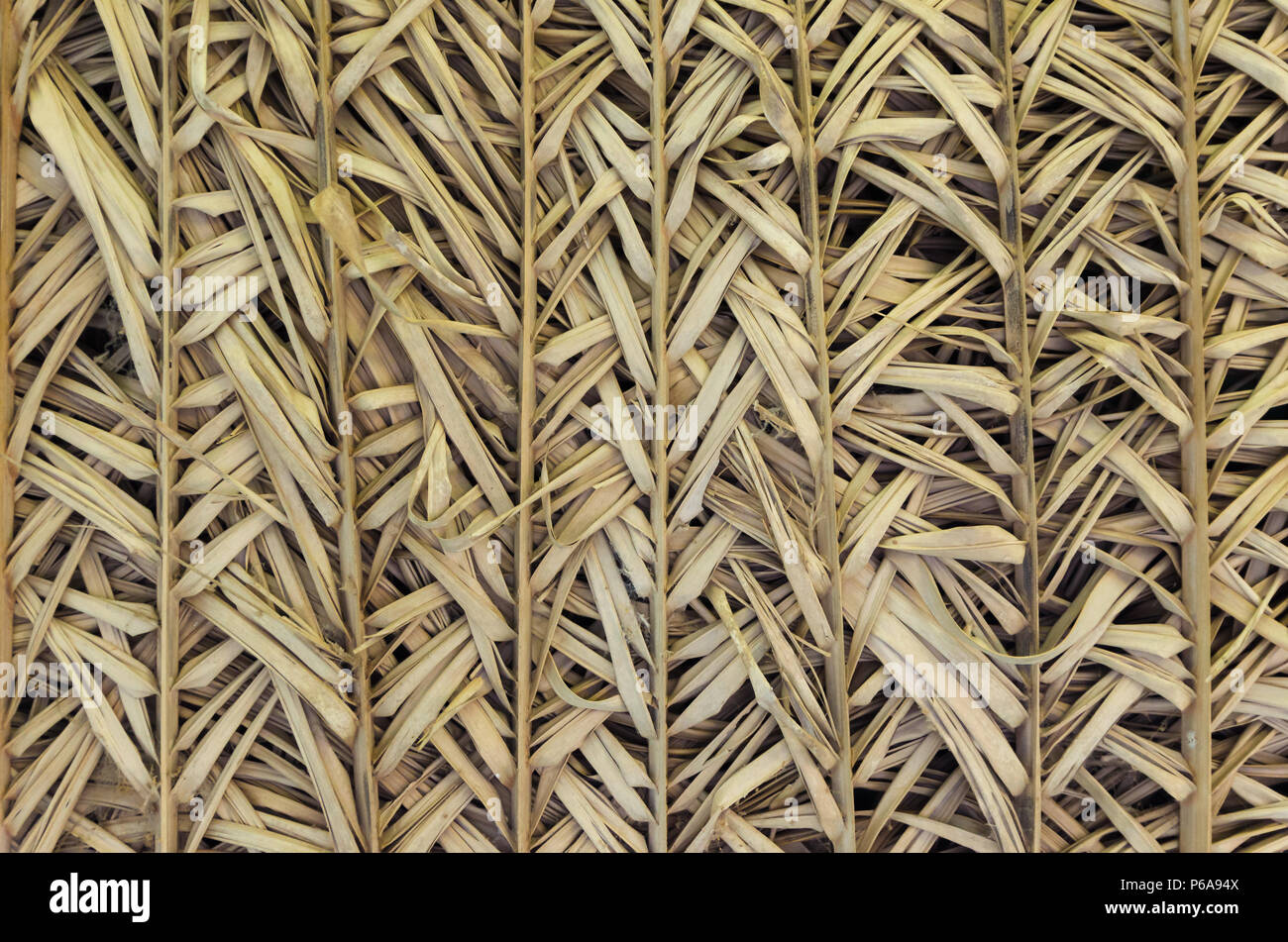 Beautiful texture of natural straw for various backgrounds Stock Photo ...