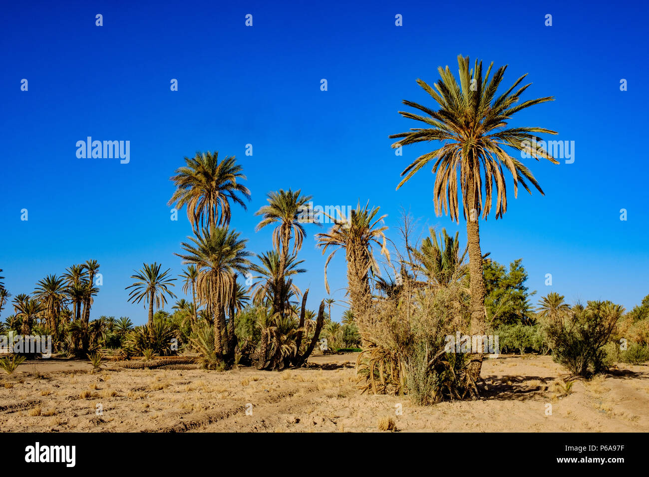 An oasis near Skoura in southern Morocco Stock Photo - Alamy