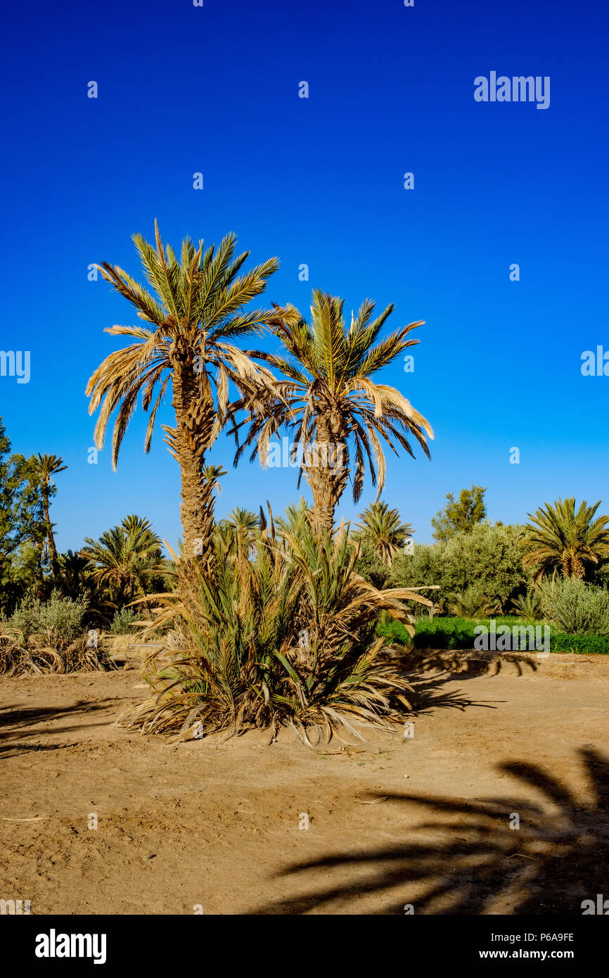 Skoura palm morocco hi-res stock photography and images - Alamy