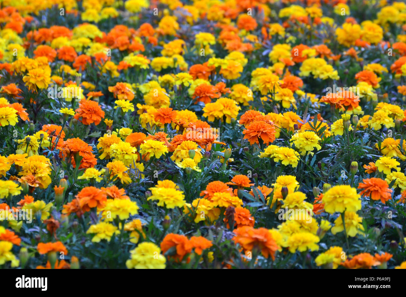 Lots of beautiful flowers in the garden. Mexican, Aztec or African ...