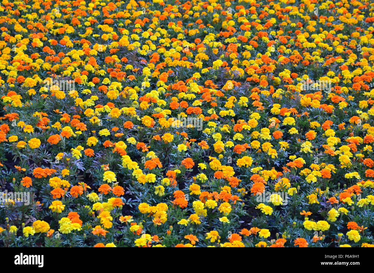 Lots of beautiful flowers in the garden. Mexican, Aztec or African ...
