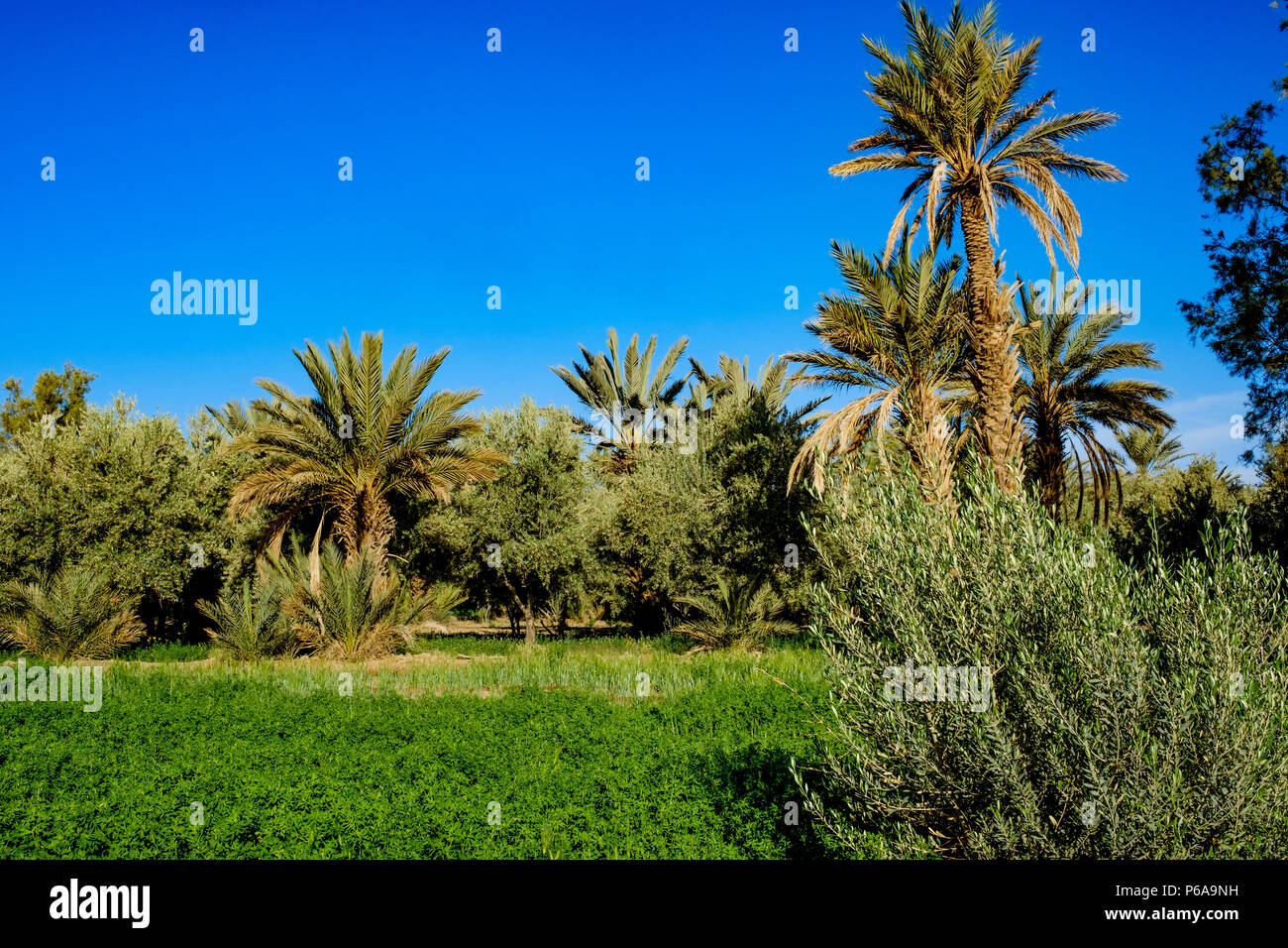 Skoura morocco oasis hi-res stock photography and images - Alamy