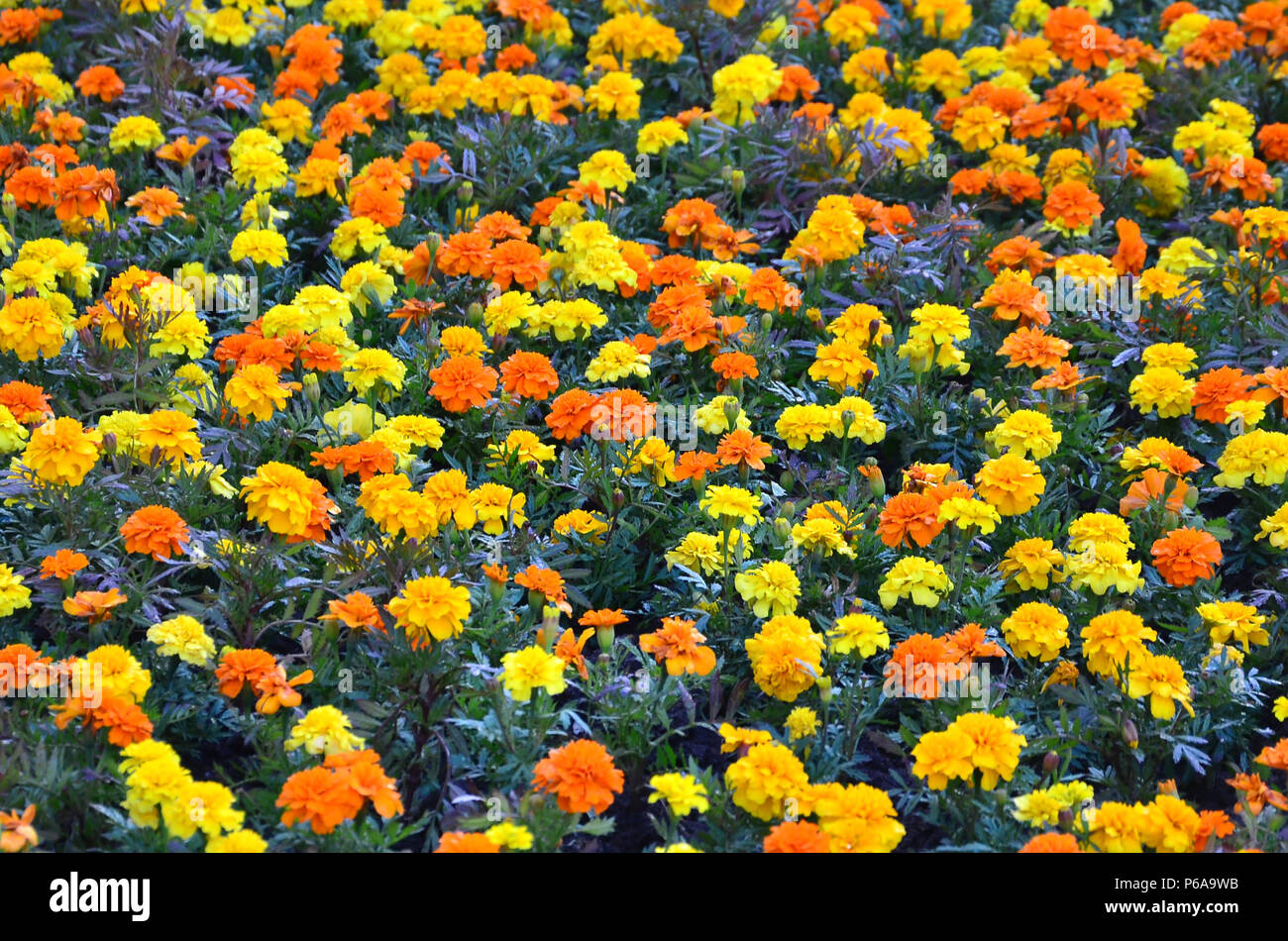 Lots of beautiful flowers in the garden. Mexican, Aztec or African ...