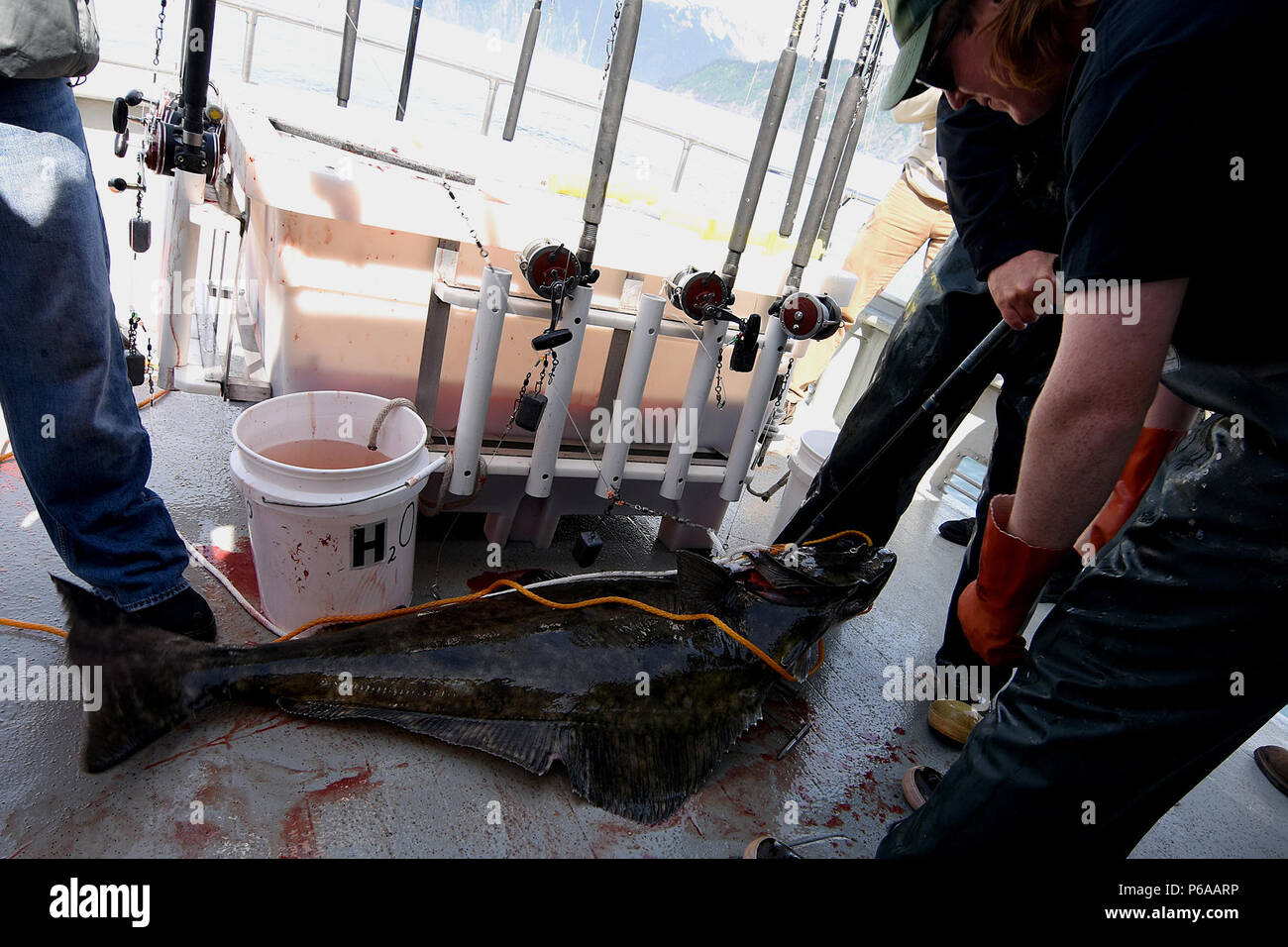 This 98-pound halibut was only the fourth-largest fish caught during ...
