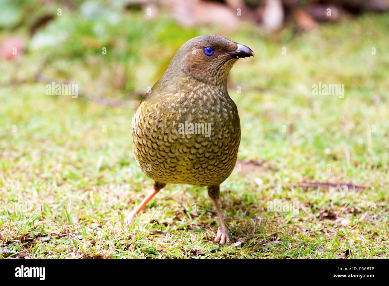 Feather bower hi-res stock photography and images - Alamy