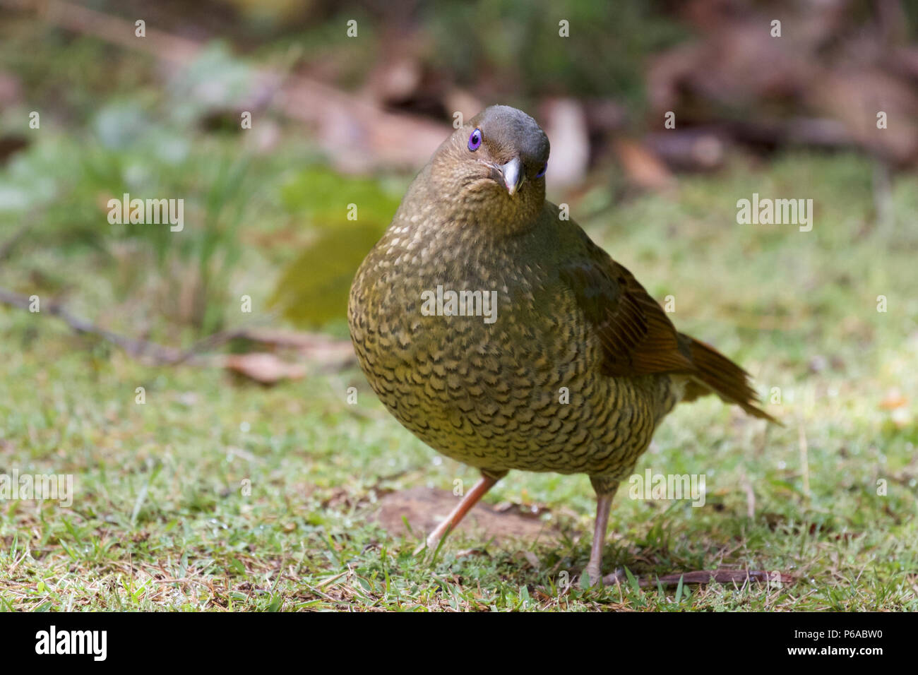 Female Satin Bowerbird (Violaceus ptilonorhynchus) on grass Stock Photo - Alamy
