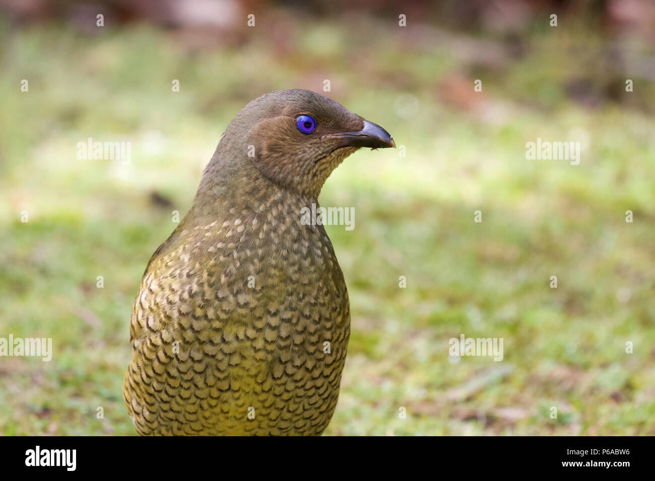 Female satin bowerbird hi-res stock photography and images - Alamy