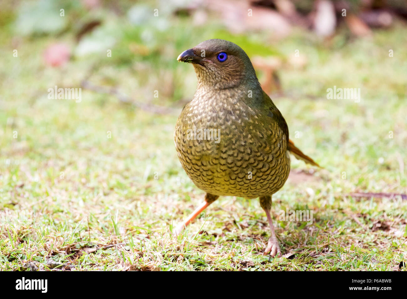 Female Satin Bowerbird (Violaceus ptilonorhynchus) on grass Stock Photo - Alamy