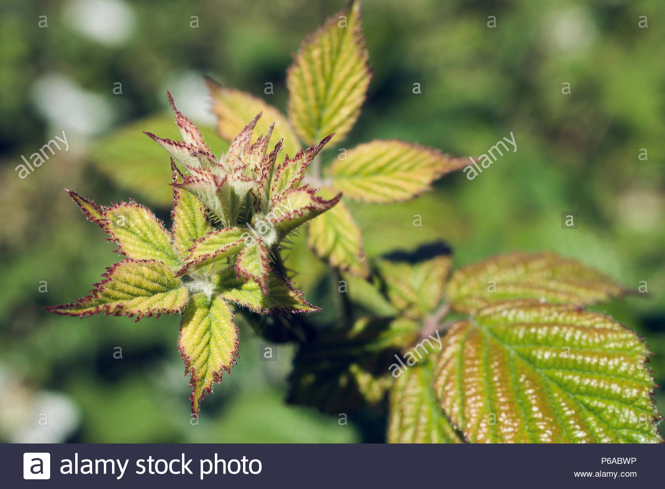 Jagged Edges Stock Photos & Jagged Edges Stock Images - Alamy