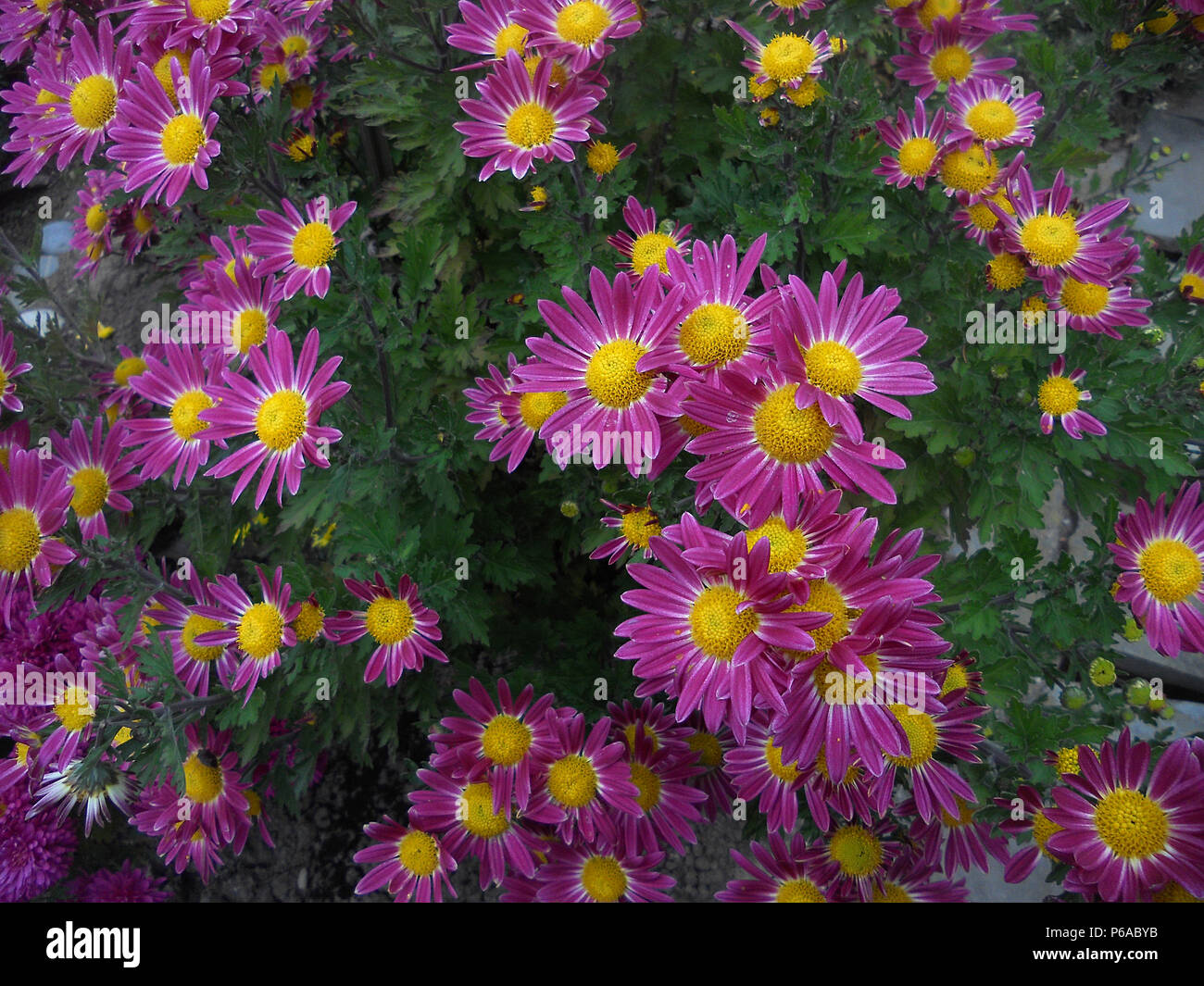 Mum flowers hi-res stock photography and images - Alamy
