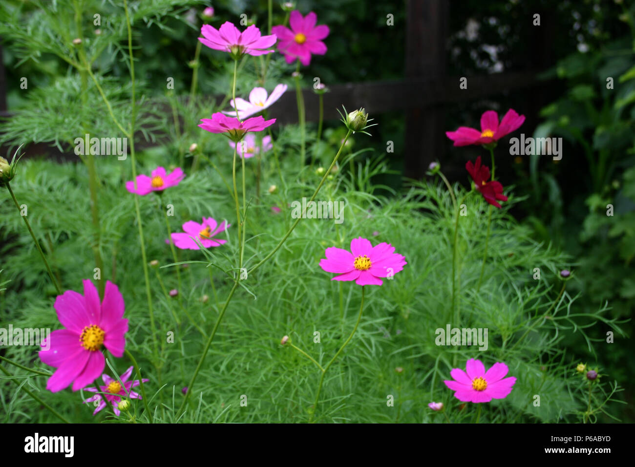 Tall pink cosmos hi-res stock photography and images - Alamy