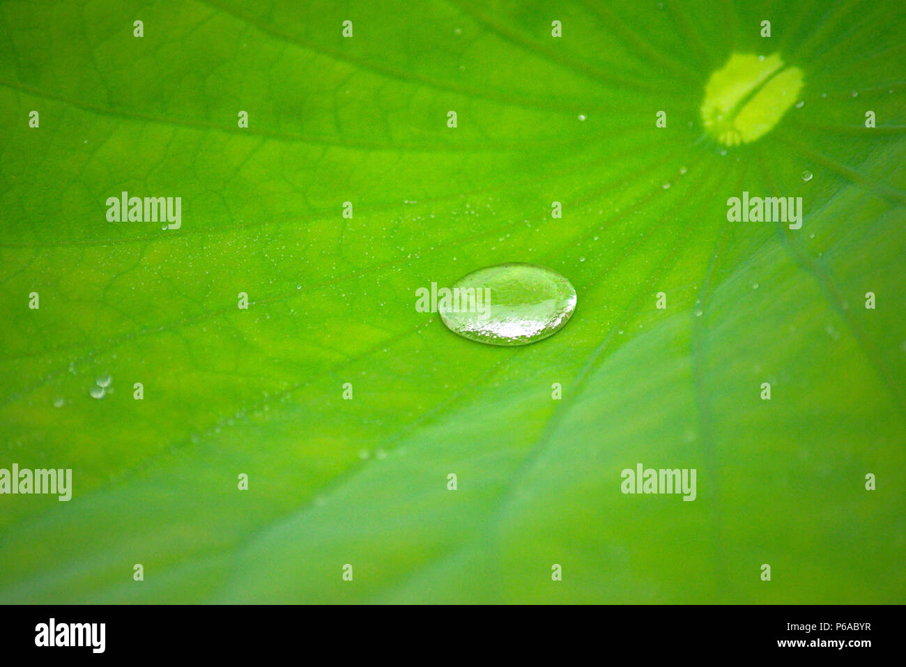 Large Lotus leaves with water droplets Stock Photo - Alamy