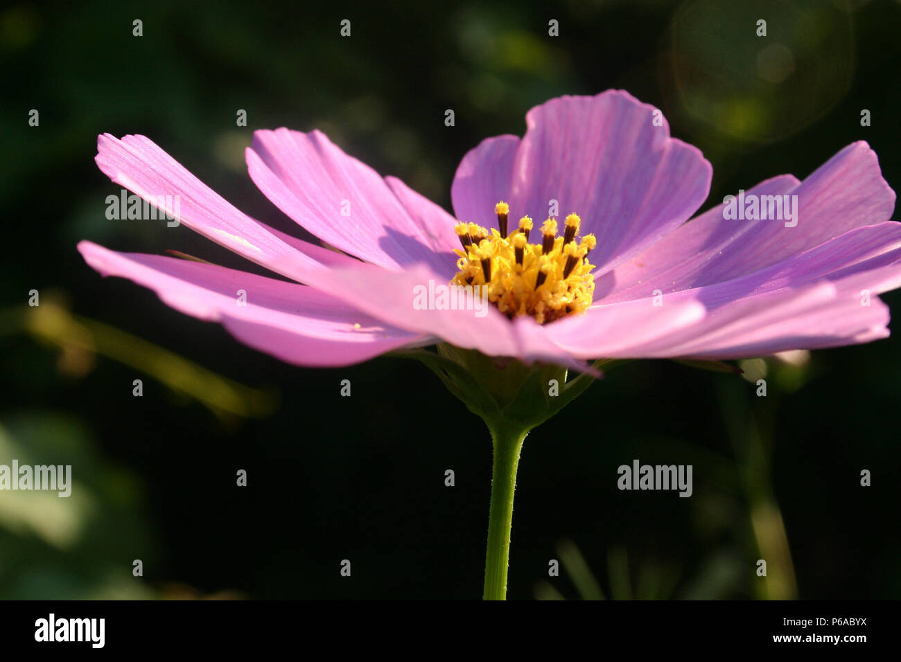 Tall pink cosmos hi-res stock photography and images - Alamy