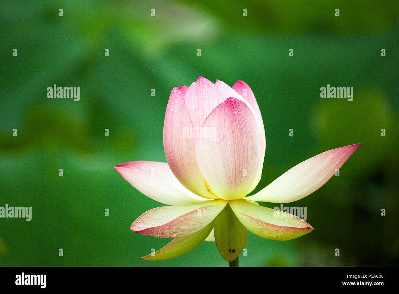 Large Lotus flower Stock Photo - Alamy