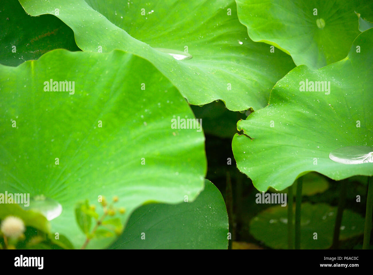 Large Lotus leaves with water droplets Stock Photo - Alamy