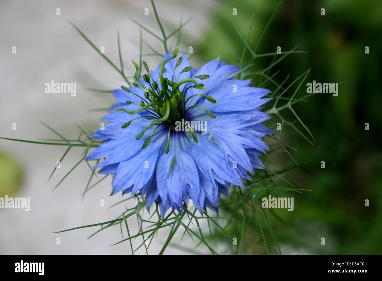 Blue devil flowers hi-res stock photography and images - Alamy