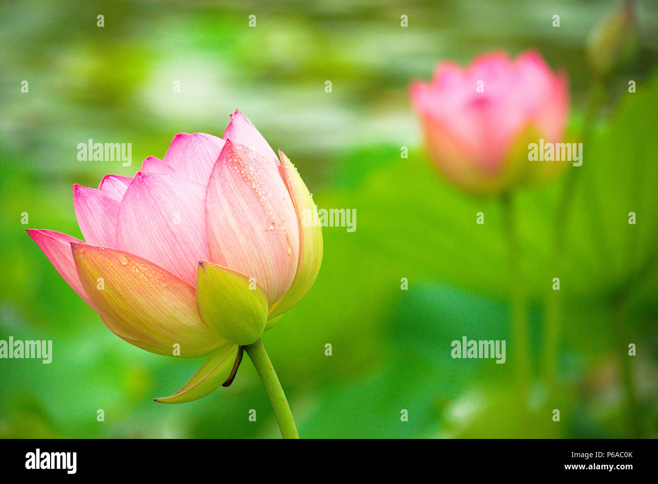 Large Lotus flower Stock Photo - Alamy