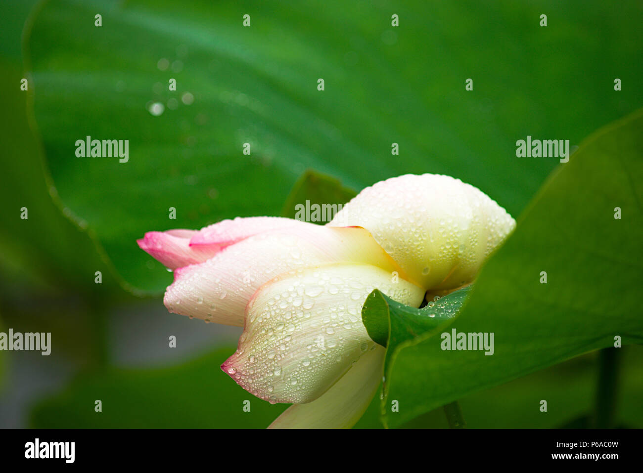 Large Lotus flower Stock Photo - Alamy