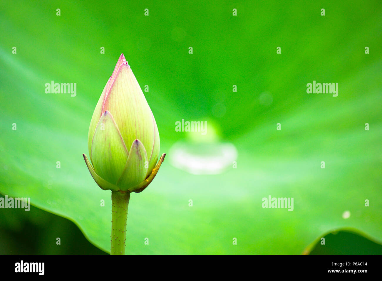 Large Lotus flower Stock Photo - Alamy