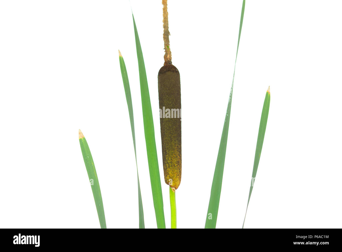 Closeup of one cattail with white background Stock Photo - Alamy