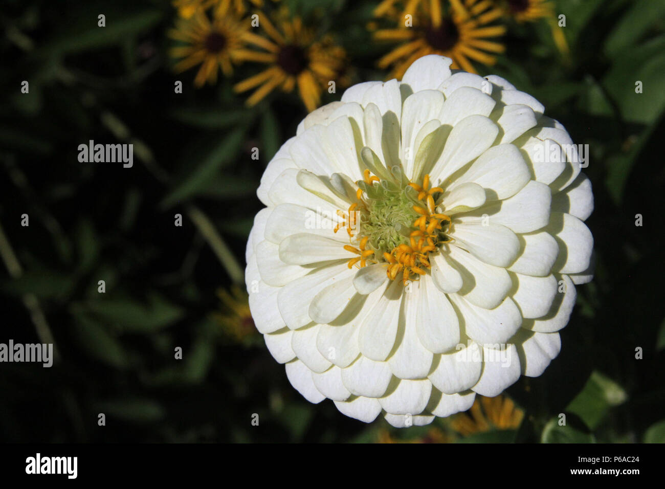 Zinnia species hi-res stock photography and images - Alamy
