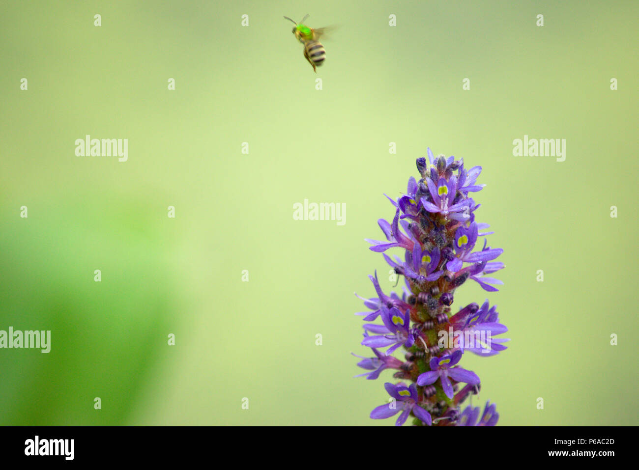 Tall and slender flower hi-res stock photography and images - Alamy