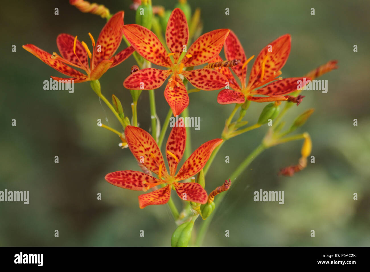 Leopard lily hi-res stock photography and images - Alamy
