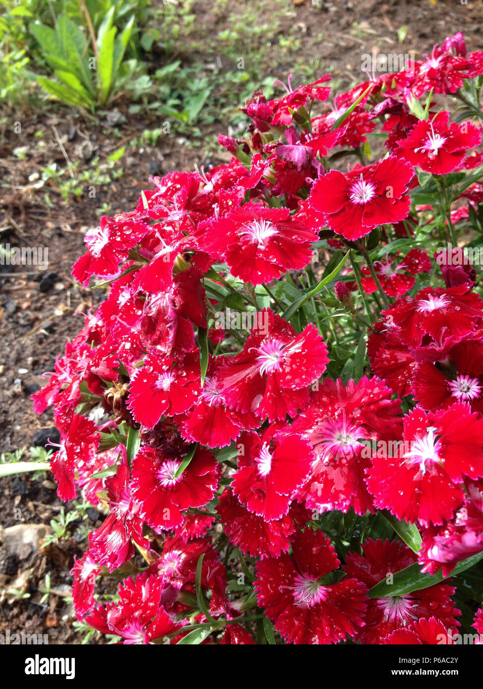 Bright red Carnation variety Stock Photo - Alamy