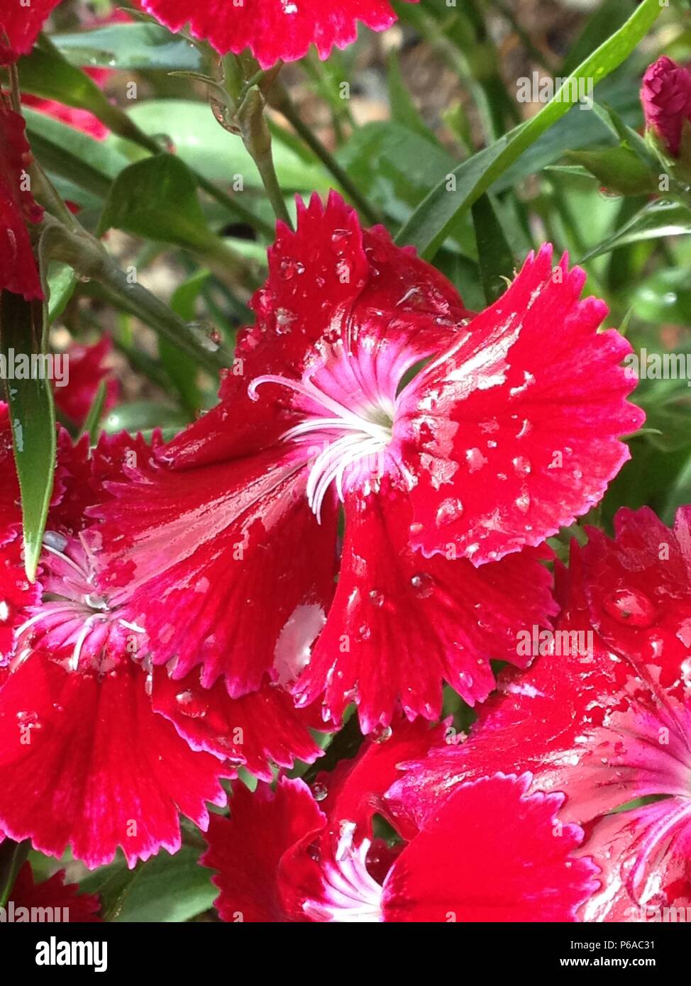 Bright red Carnation variety Stock Photo - Alamy