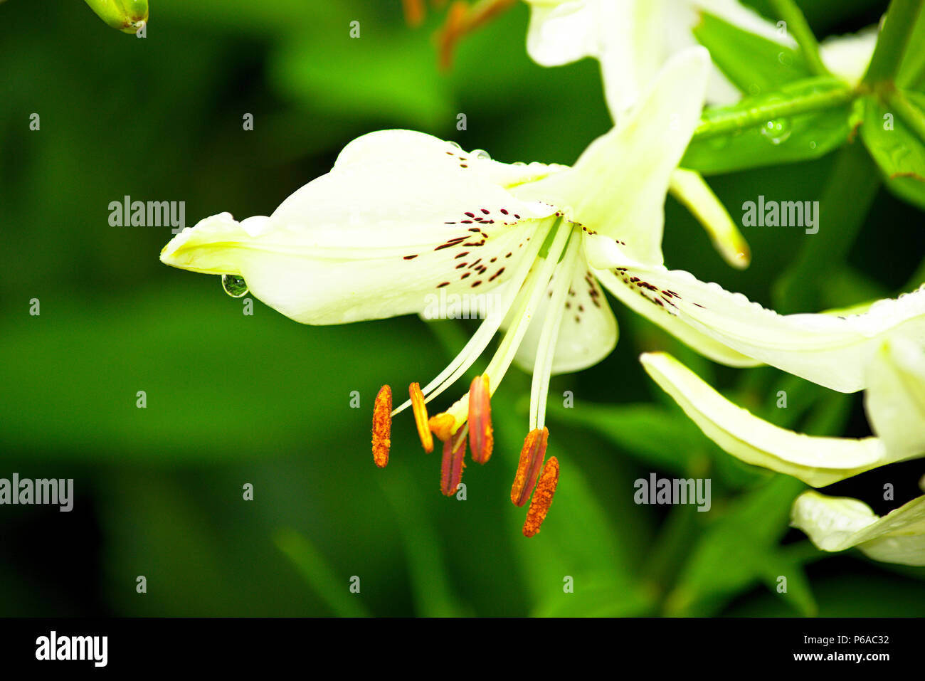 Light Yellow Lady Bells Stock Photo - Alamy