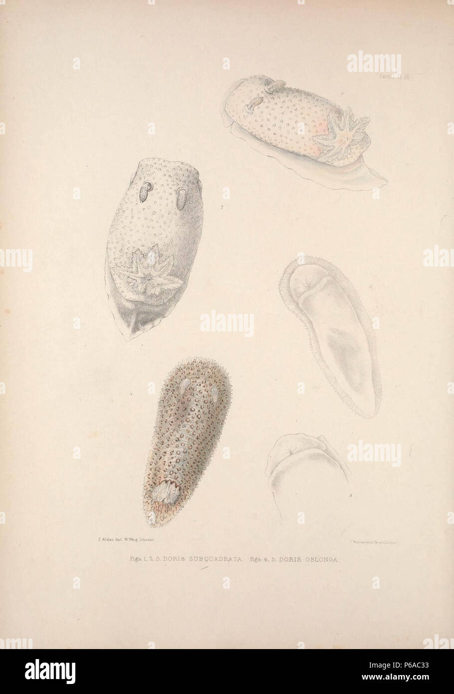 A monograph of the British nudibranchiate Mollusca Stock Photo - Alamy