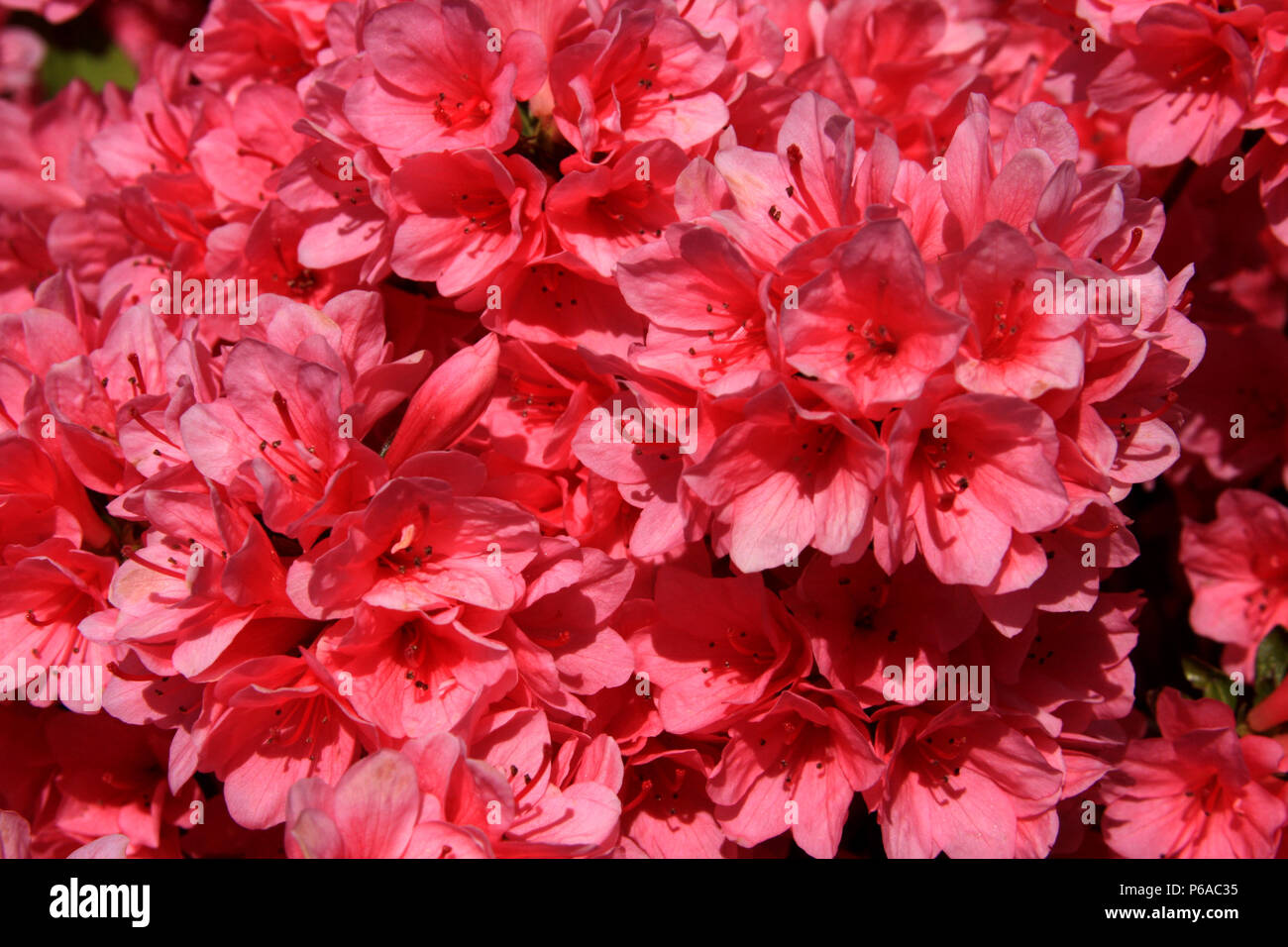 Red azaleas azalea flowers hi-res stock photography and images - Alamy