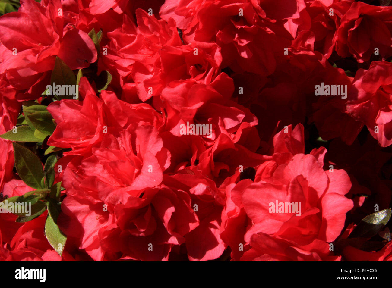 Red azaleas azalea flowers hi-res stock photography and images - Alamy