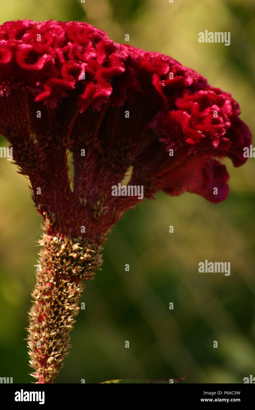 Celosia cristata cockscomb hi-res stock photography and images - Alamy